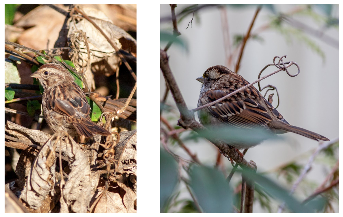 What’s the Deal with Birdwatching: Part 1 – Details Matter – Ruby ...